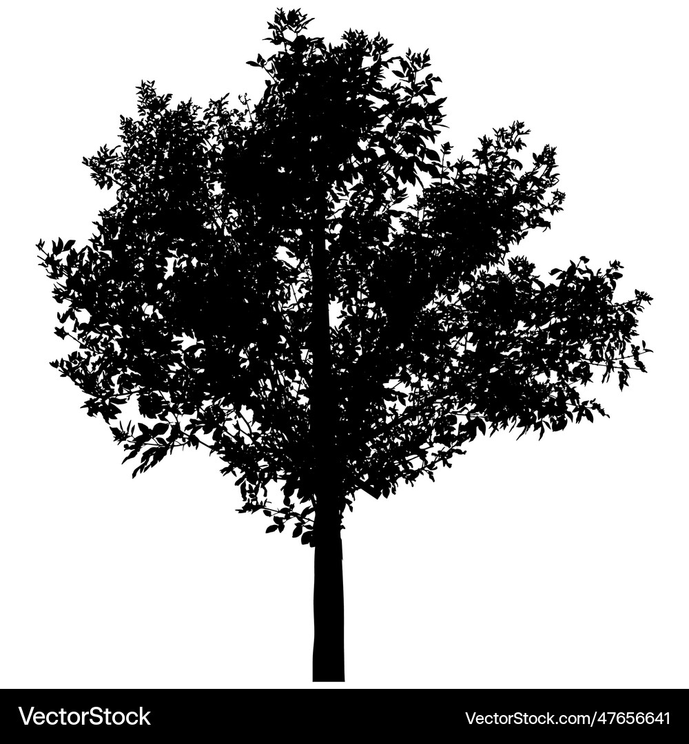 Silhouette of beautiful ash tree Royalty Free Vector Image