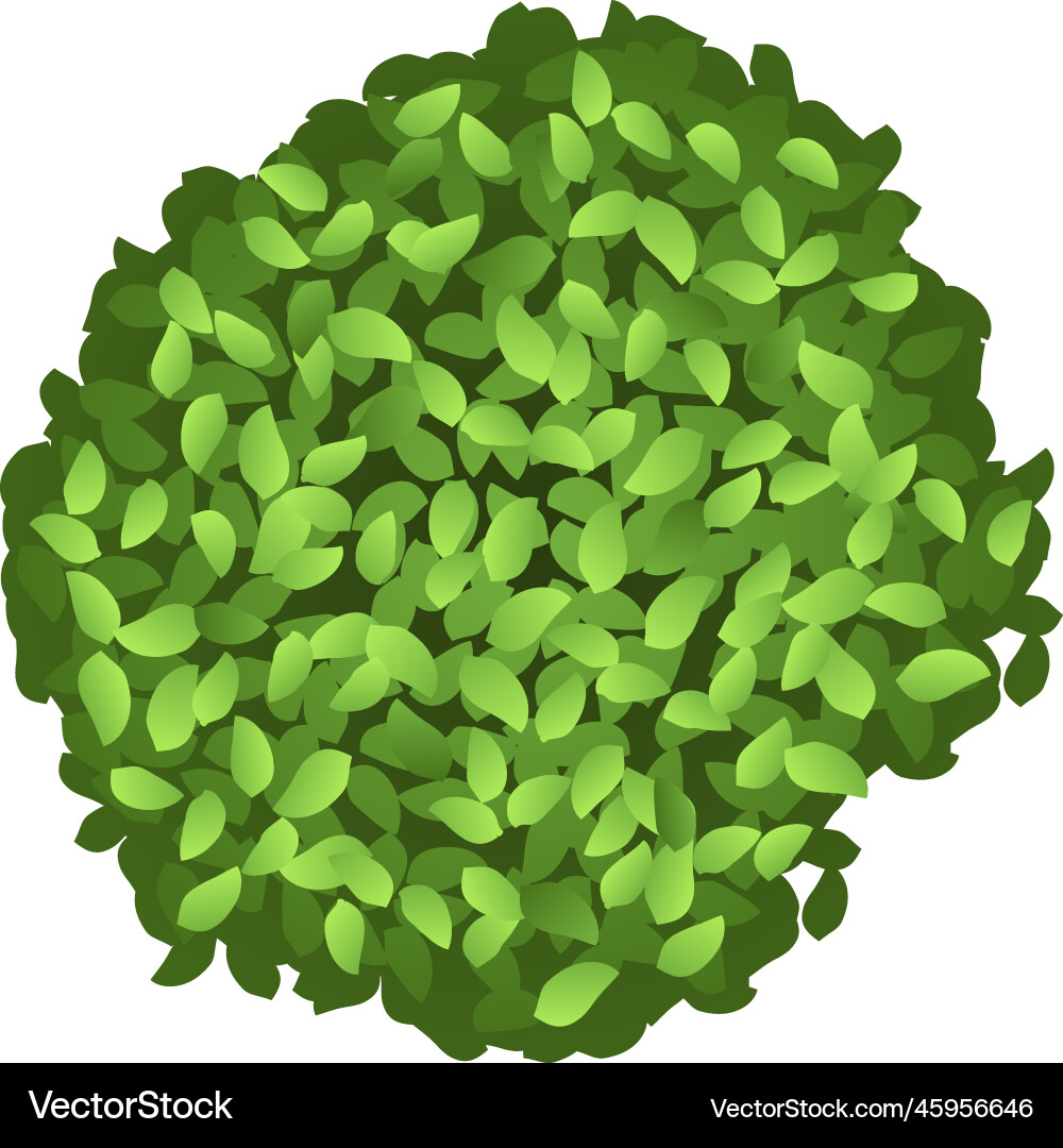 Bush landscape element green plant top view Vector Image
