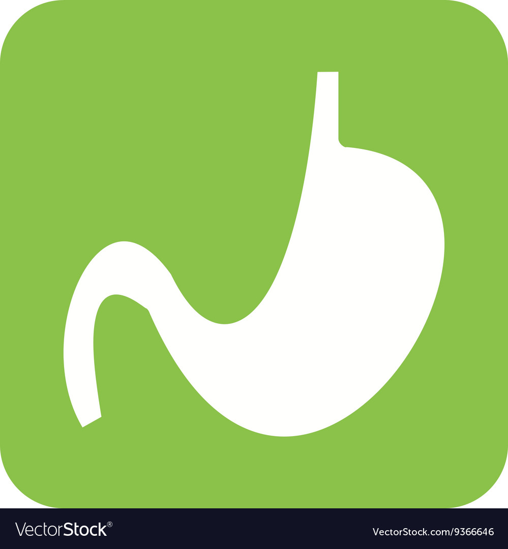 Stomach Royalty Free Vector Image - VectorStock