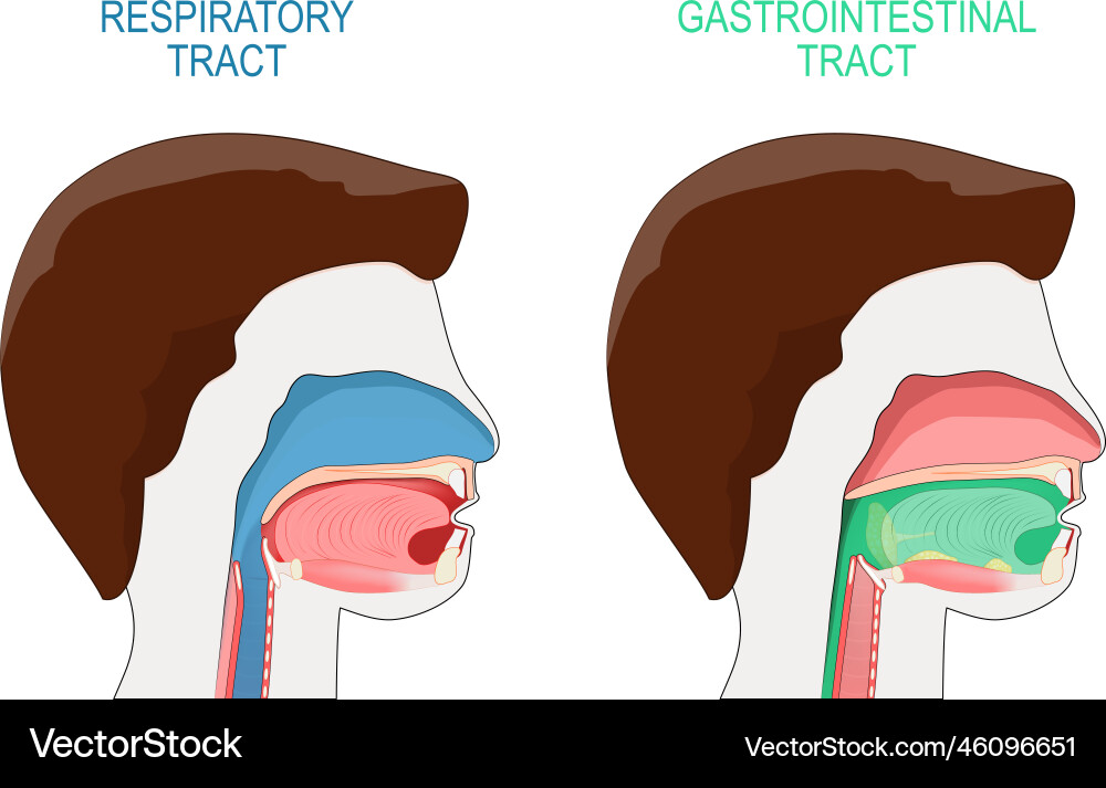 Gastrointestinal tract and respiratory system Vector Image