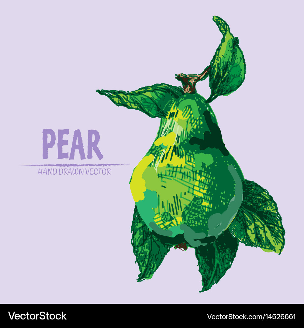Digital detailed color pear hand drawn Royalty Free Vector