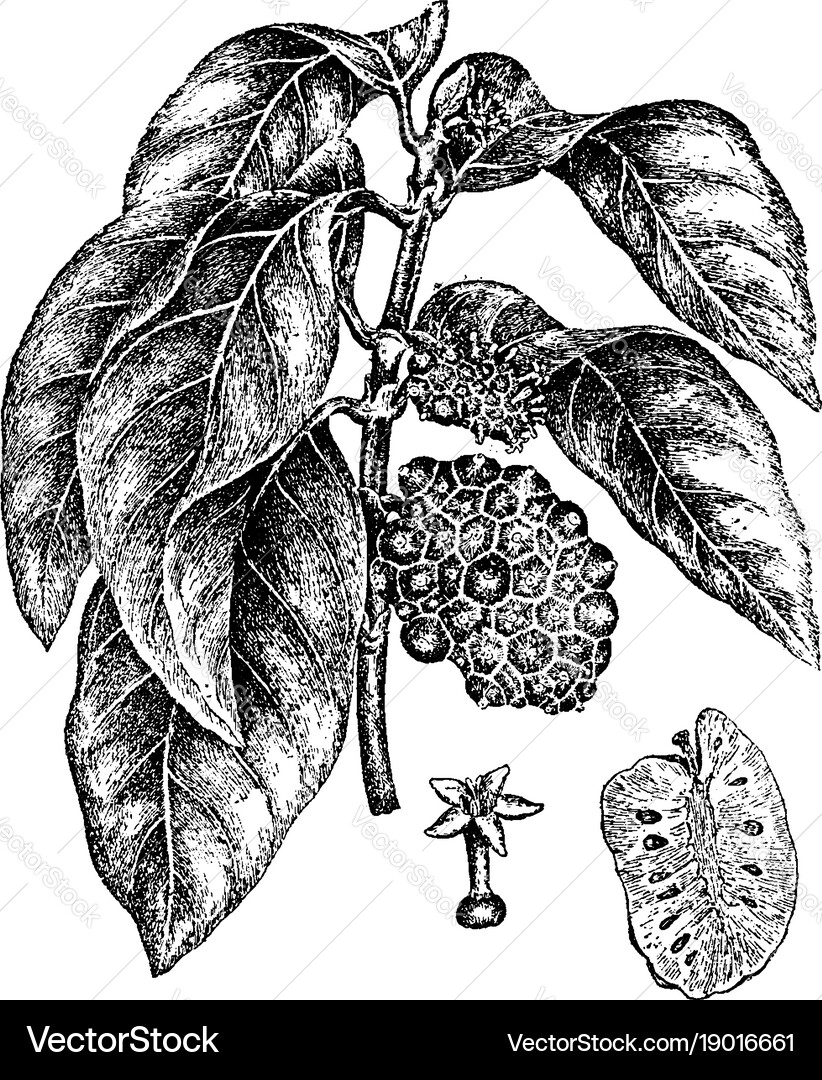 Indian mulberry vintage Royalty Free Vector Image