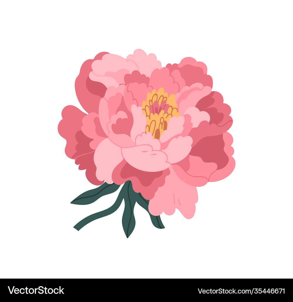 Beautiful pink japanese peony flat Royalty Free Vector Image