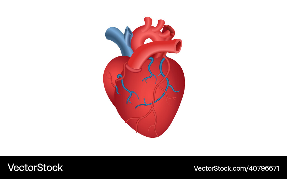 Realistic volumetric red human heart icon Vector Image
