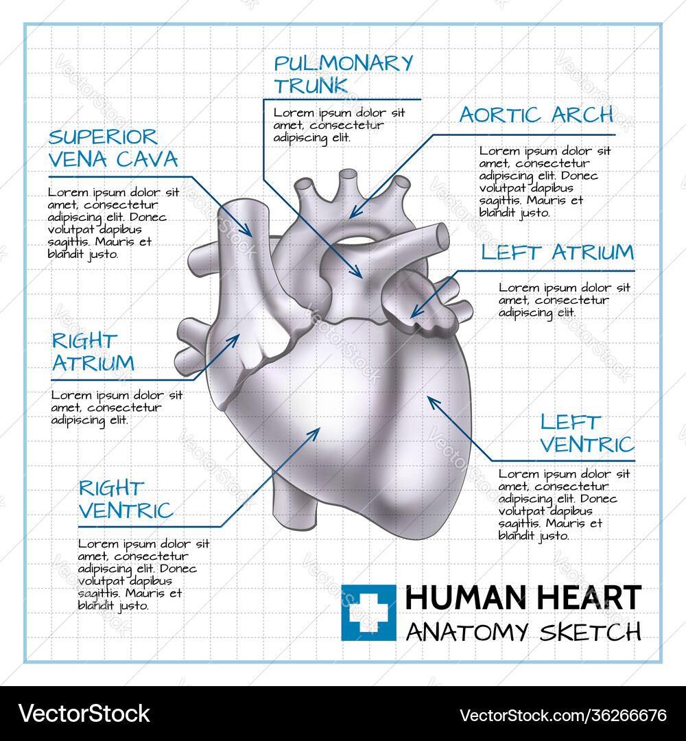 Medical internal organ concept Royalty Free Vector Image