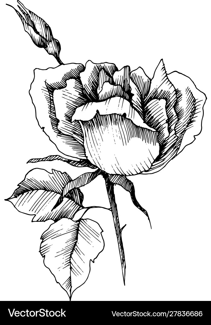 Rose floral botanical flower black Royalty Free Vector Image