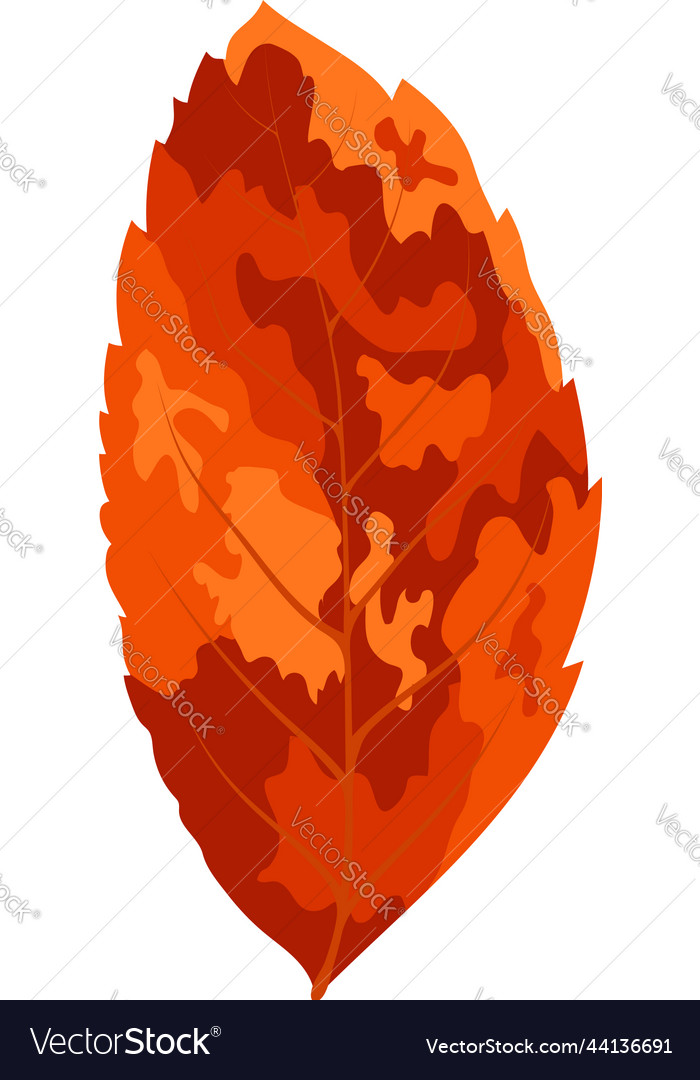 Ash-tree leaf Royalty Free Vector Image - VectorStock