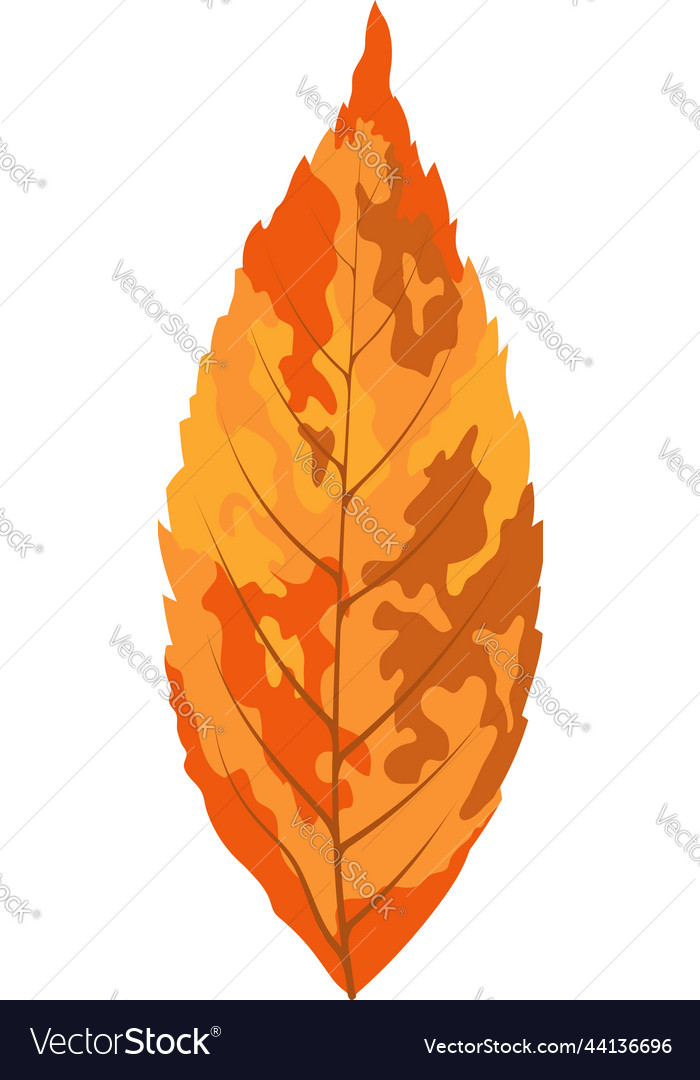 Ash-tree leaf Royalty Free Vector Image - VectorStock
