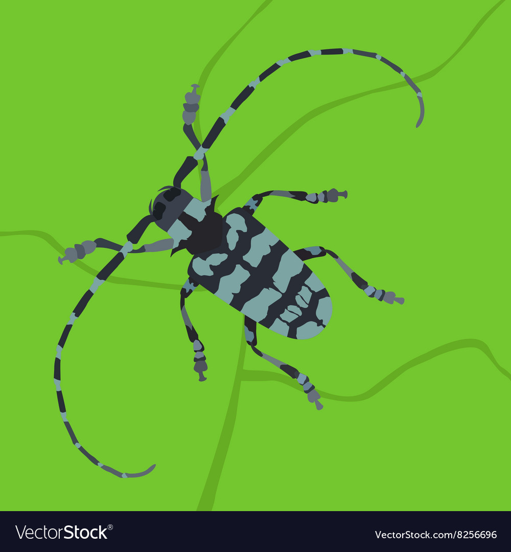 Beetle bug Royalty Free Vector Image - VectorStock