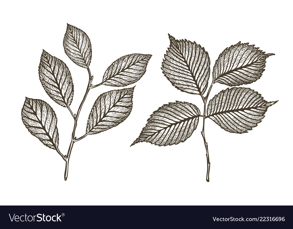 Hand drawn twig tree with leaves sketch Royalty Free Vector Hand drawn twig tree with leaves sketch Royalty Free Vector