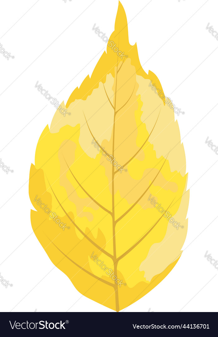 Ash-tree leaf Royalty Free Vector Image - VectorStock