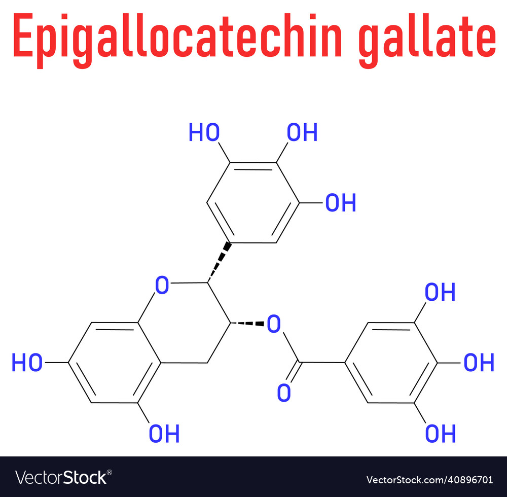 Epigallocatechin gallate or egcg molecule Vector Image