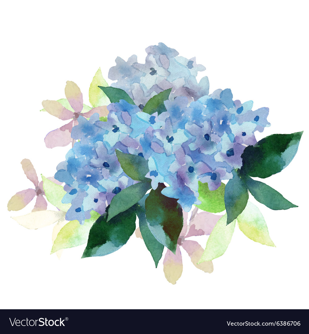 Hydrangea flowers Royalty Free Vector Image - VectorStock