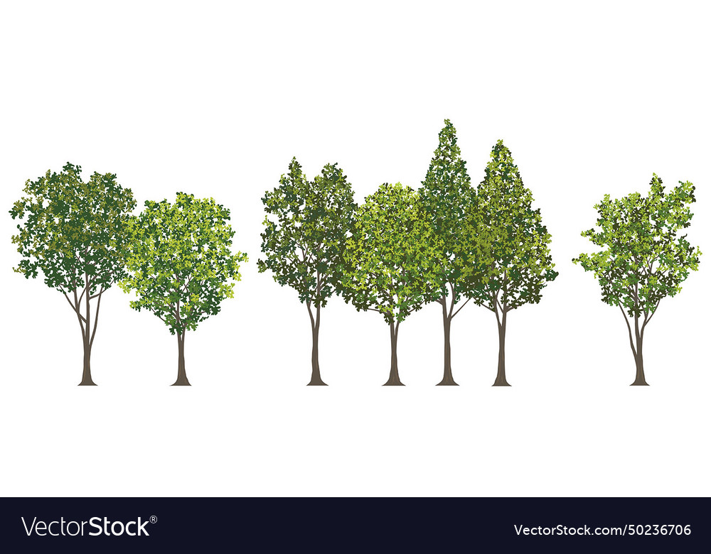Roadside trees Royalty Free Vector Image - VectorStock