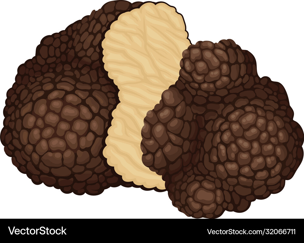 Halved truffle as fruiting body subterranean Vector Image