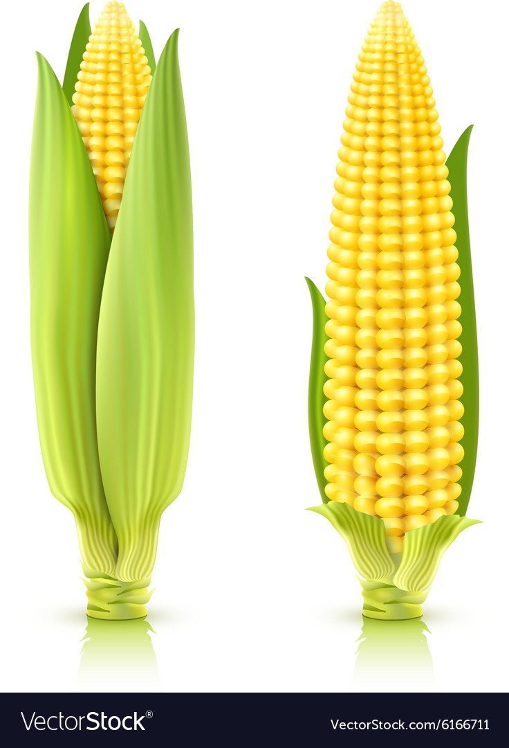 Sweet Corn Set Royalty Free Vector Image - VectorStock