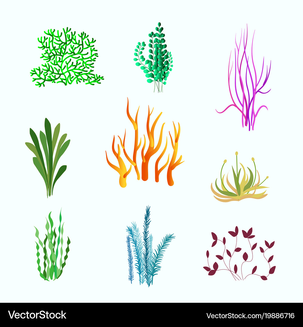 Set underwater plants underwater plant Royalty Free Vector