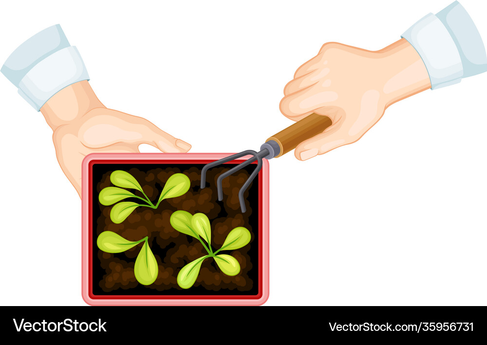 Hands with rake cultivating plant and soil Vector Image