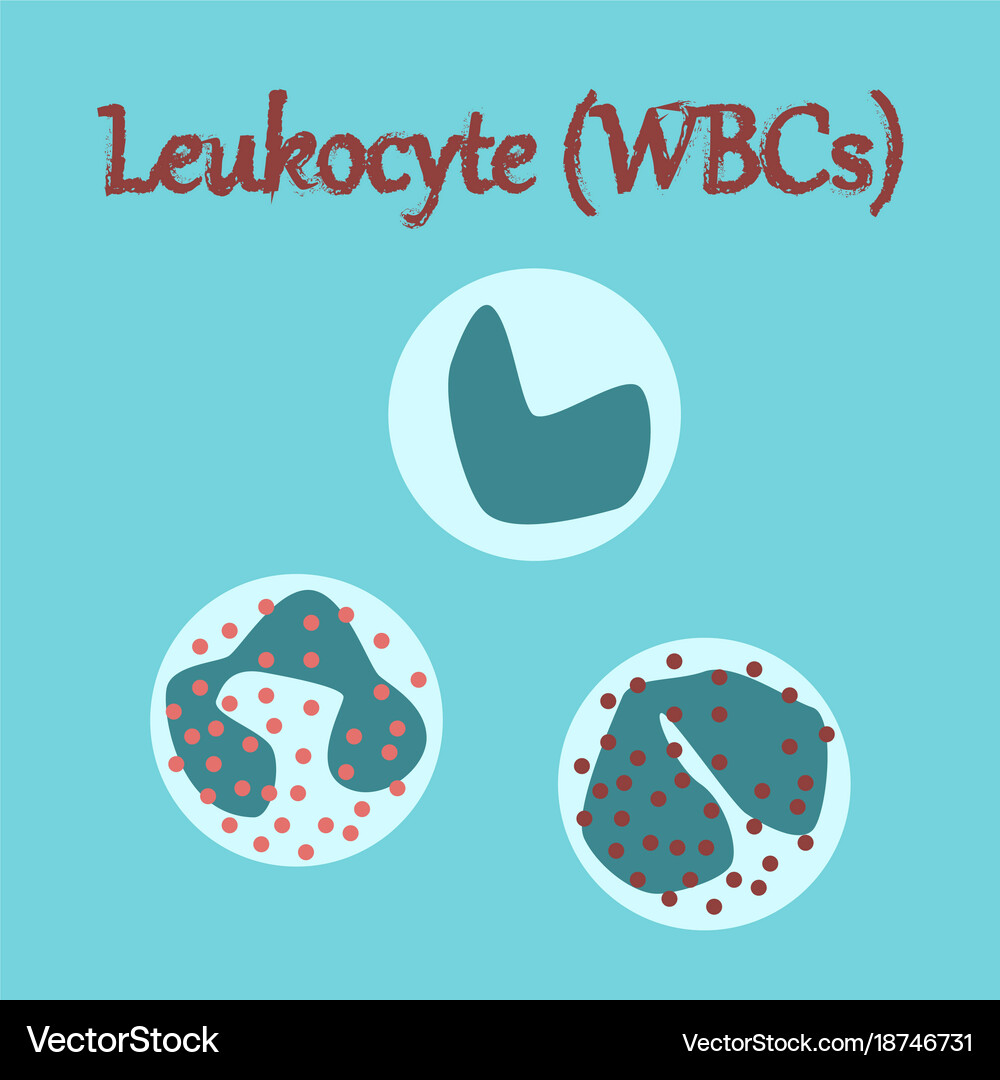 Human organ icon in flat style leukocyte Vector Image