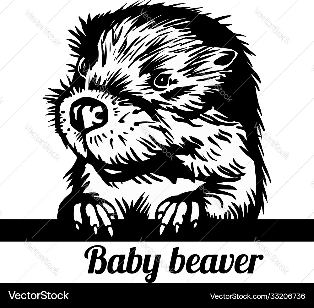 Peeking baby beaver - funny out Royalty Free Vector Image
