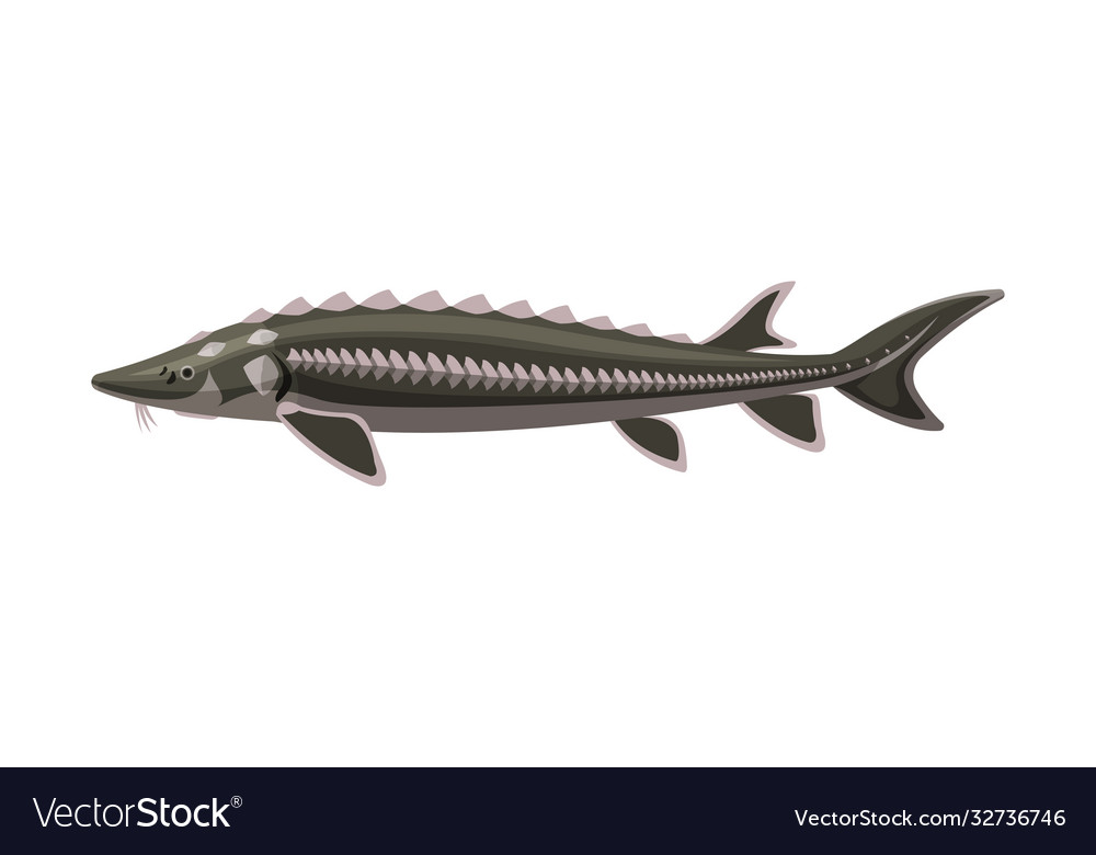 Sterlet freshwater fish fresh aquatic fish Vector Image Sterlet freshwater fish fresh aquatic fish Vector Image