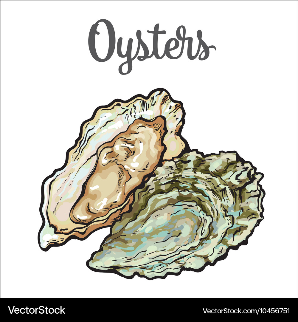 Fresh oyster isolated on a white background Vector Image