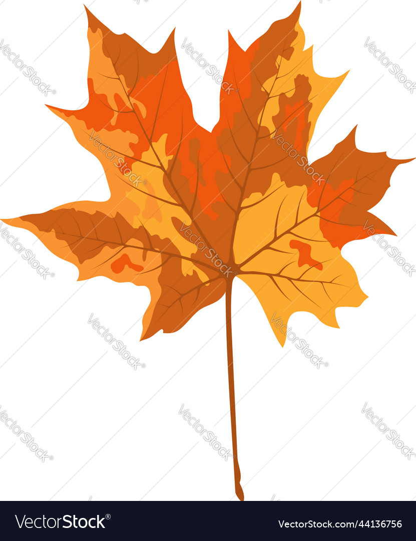 Autumn maple leaf Royalty Free Vector Image - VectorStock