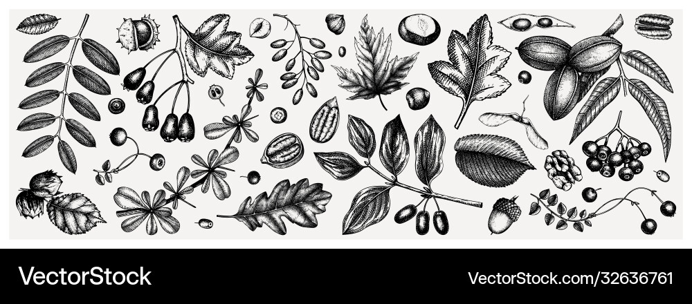 Autumn botanical set collection hand sketched Vector Image