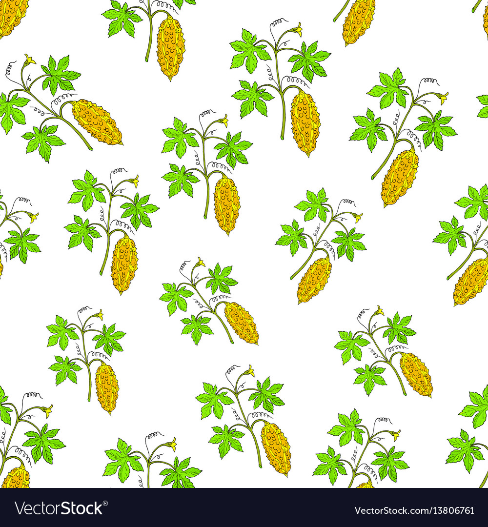 Bitter melon seamless pattern Royalty Free Vector Image