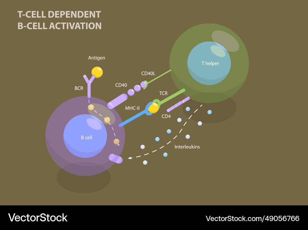 3d isometric flat of t-cell Royalty Free Vector Image