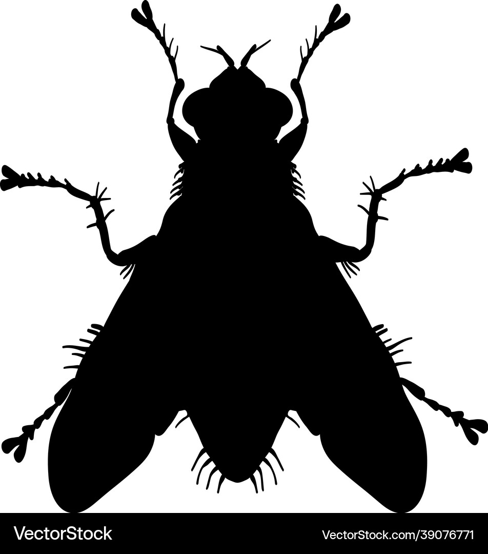 Silhouette of fly insect Royalty Free Vector Image