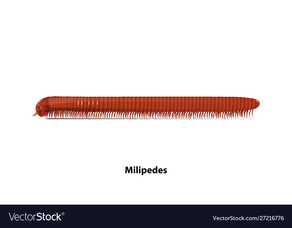 Millipede Royalty Free Vector Image - VectorStock