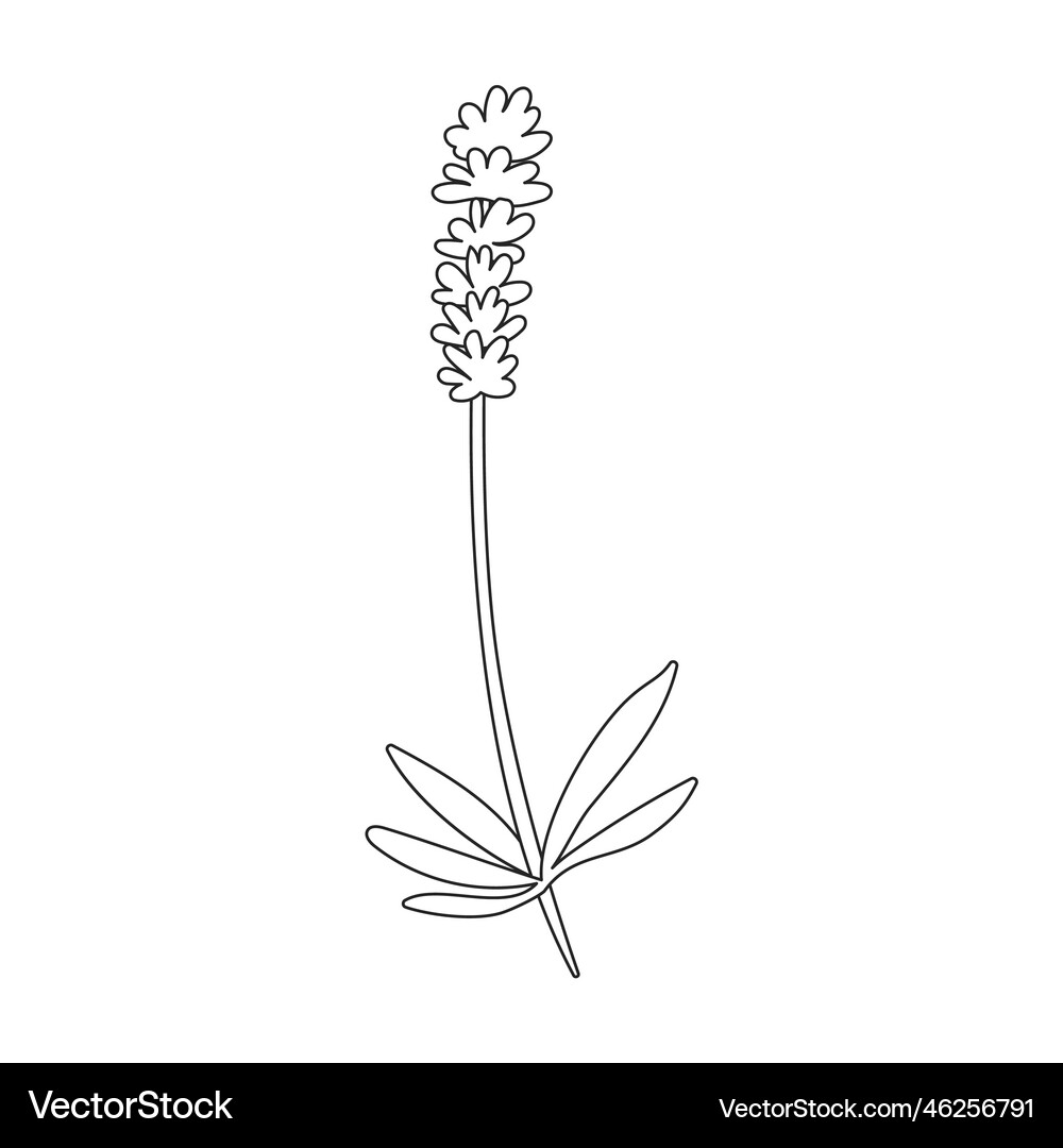 Lavender icon outline icons isolated Royalty Free Vector