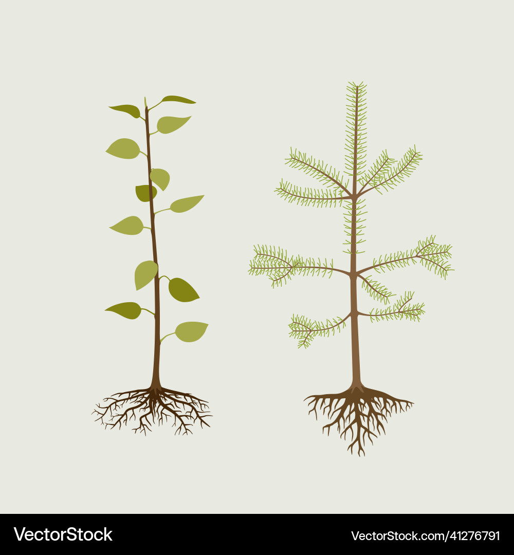 Tree Seedling Vector