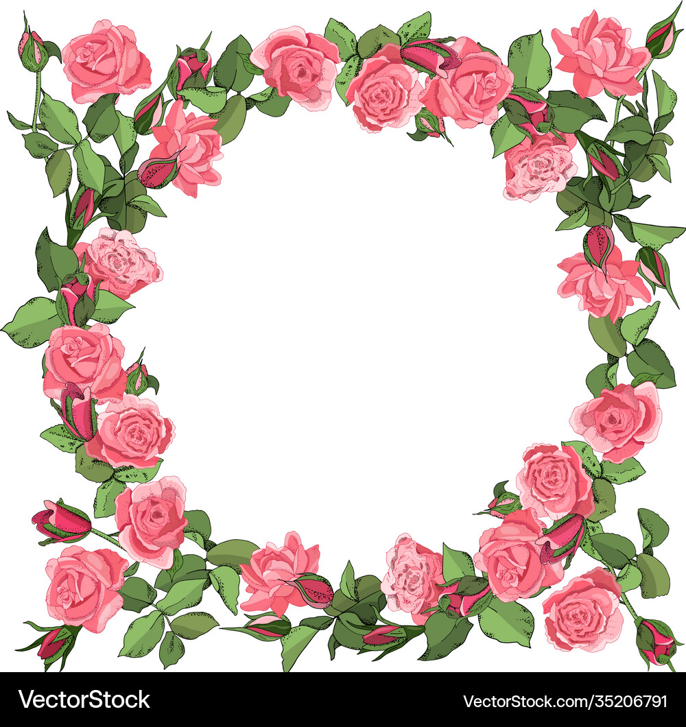 Template with roses and leaves isolated on white Vector Image