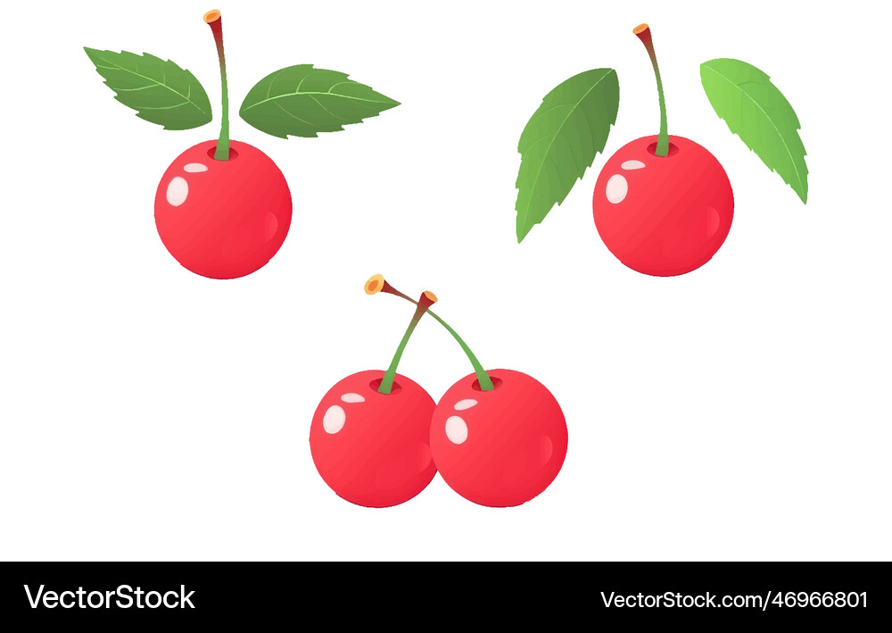 Set of ripe red cherry Royalty Free Vector Image