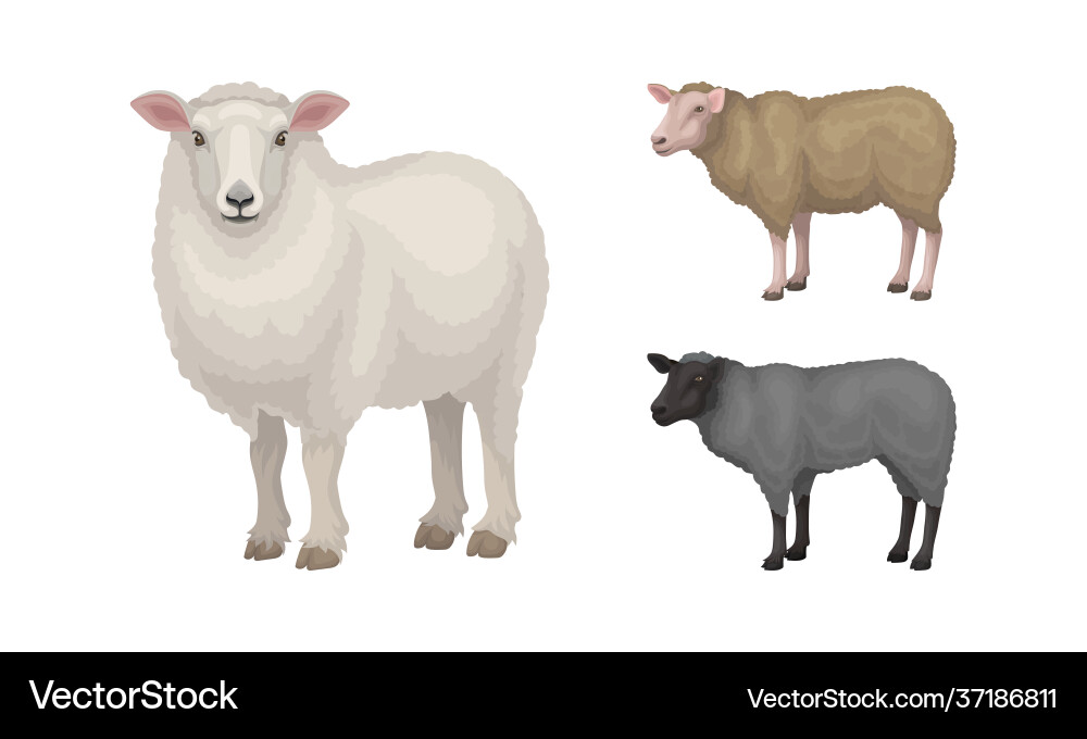 Sheep as ruminant domestic mammal kept Royalty Free Vector
