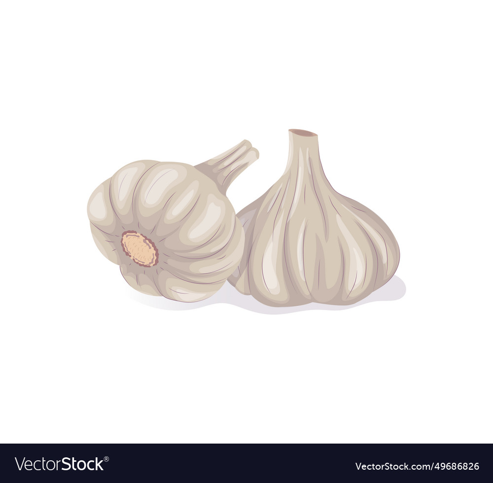 Whole garlic heads different bulbs Royalty Free Vector Image Whole garlic heads different bulbs Royalty Free Vector Image