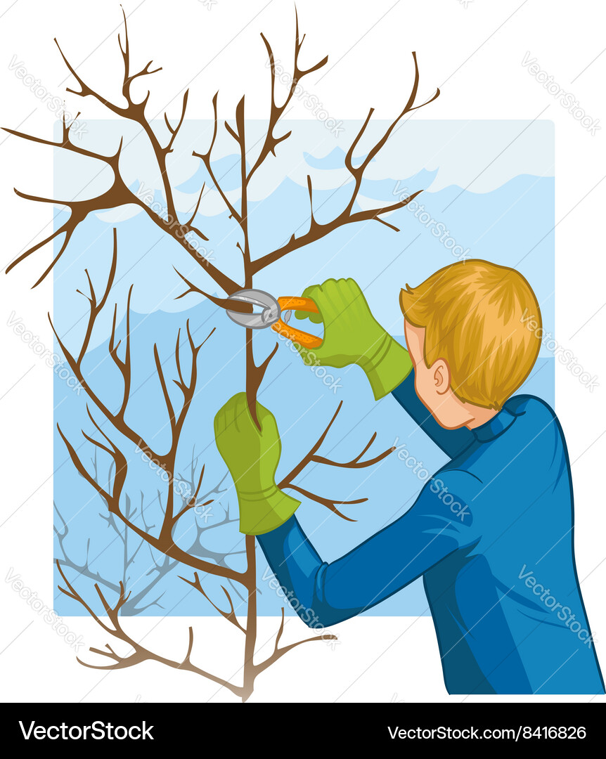 Young man trimming a tree with garden clippers Vector Image