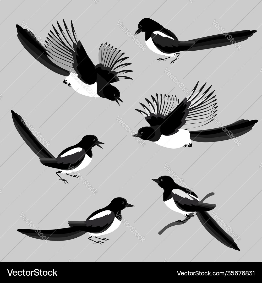Magpies a set birds in various poses Royalty Free Vector