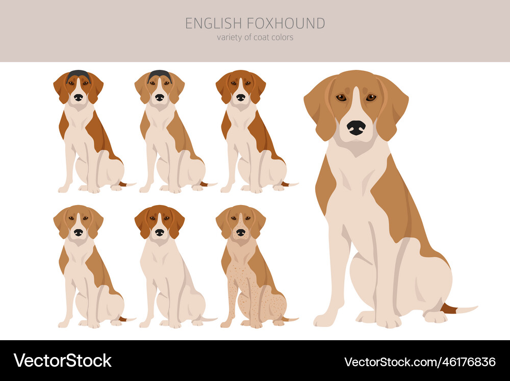 English foxhound clipart different poses coat Vector Image