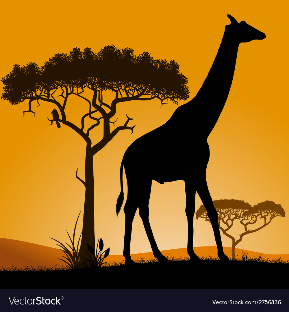 Giraffe Royalty Free Vector Image - VectorStock