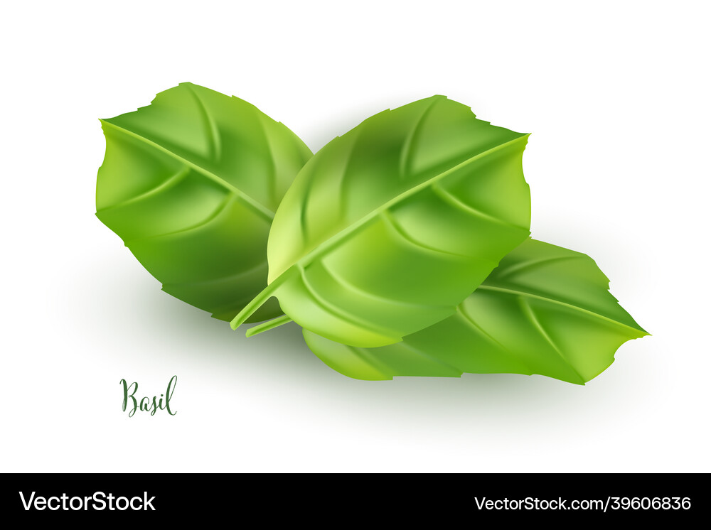 Green basil leaves herb plants for cooking Vector Image