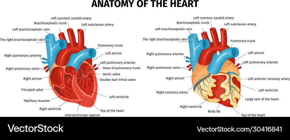 Anatomy heart set Royalty Free Vector Image - VectorStock