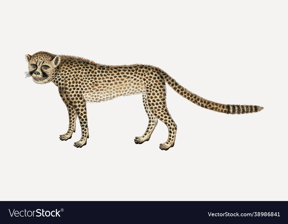 Template trace Royalty Free Vector Image - VectorStock