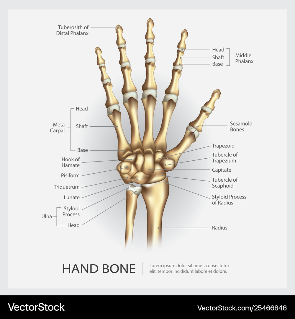 Arm Bones Diagram