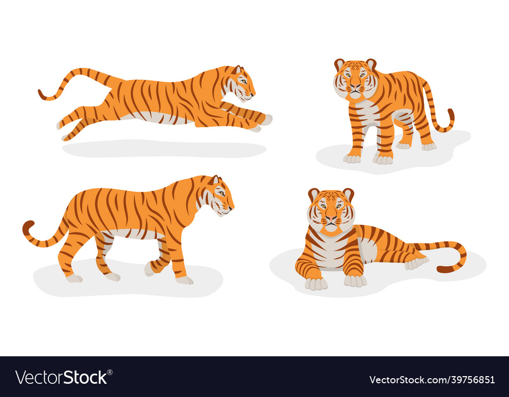 Set of tigers isolated on a white background Vector Image