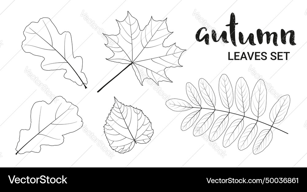 Autumn leaves set isolated on white background Vector Image