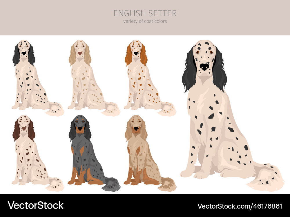 English setter clipart different poses coat Vector Image