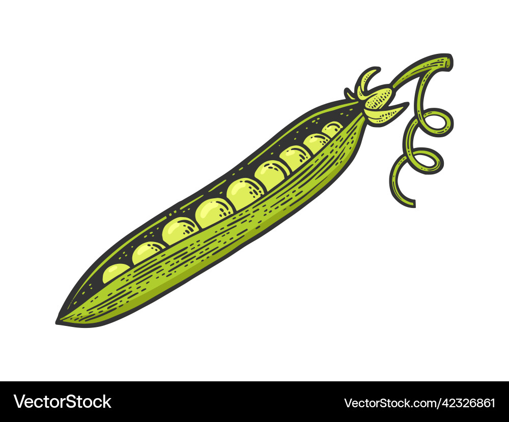 Peas line art color sketch Royalty Free Vector Image